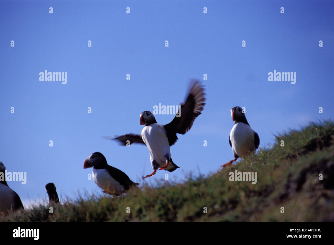 Iceland, Vestmann islands, Heimaey, puffins Stock Photo - Alamy