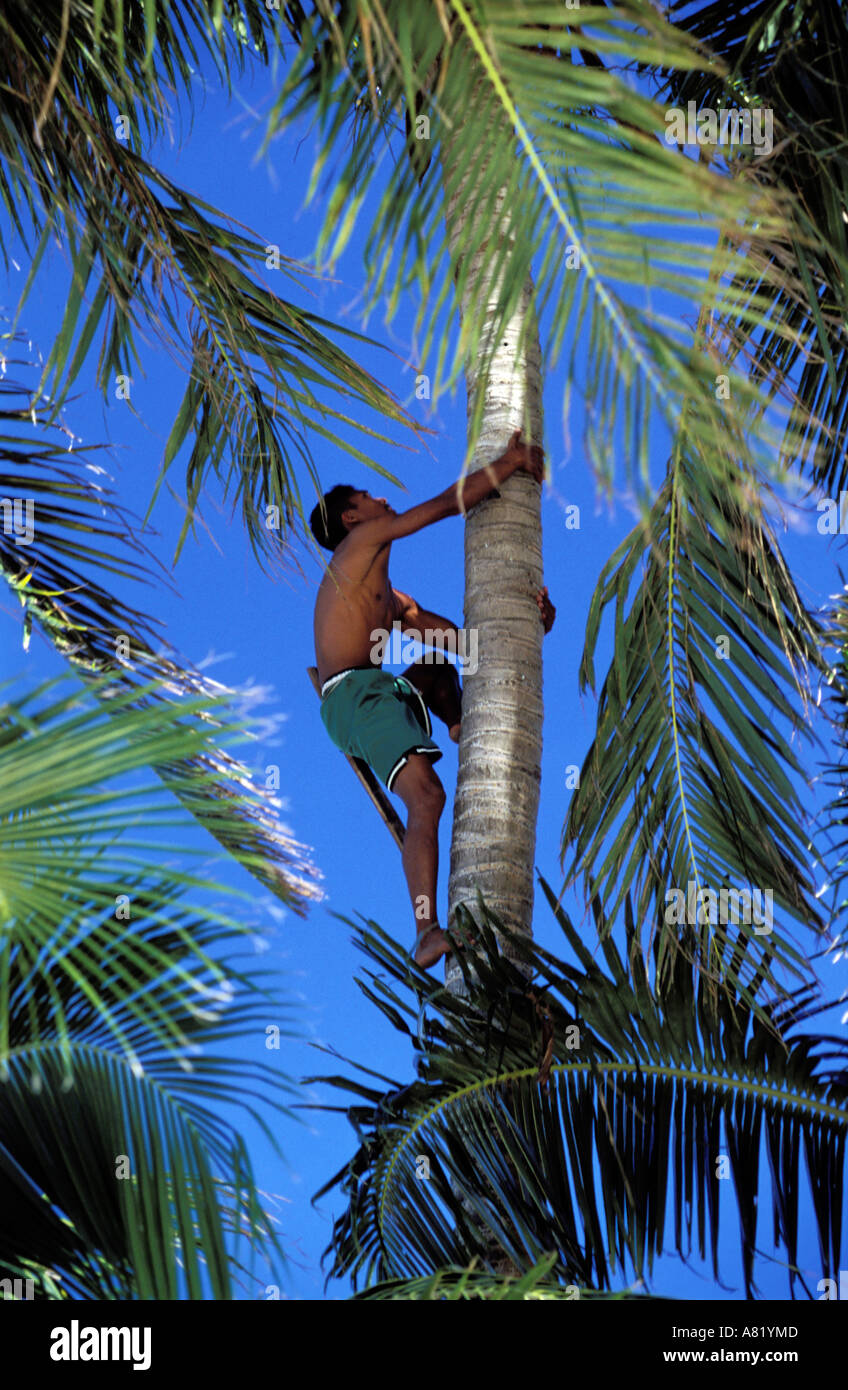 Philippines, Boracay island, harvest of coconuts Stock Photo - Alamy