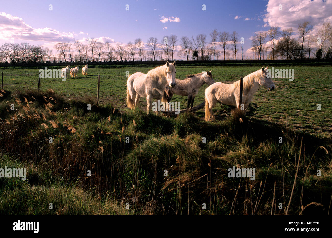 France, Gard, Camargue area Stock Photo - Alamy