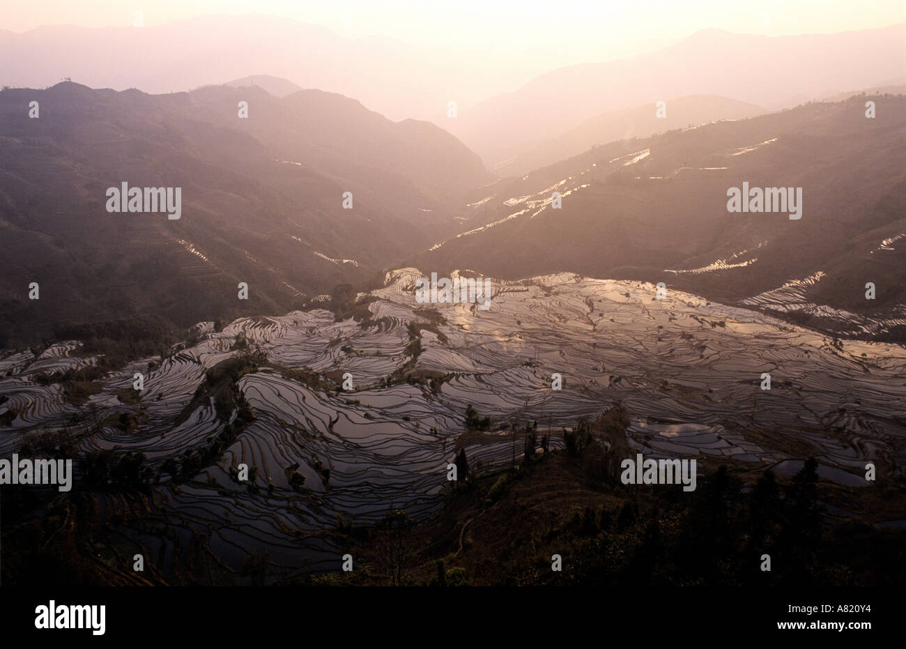 China, Yunnan province, Yuanyang, rice terraces in December, called the ...