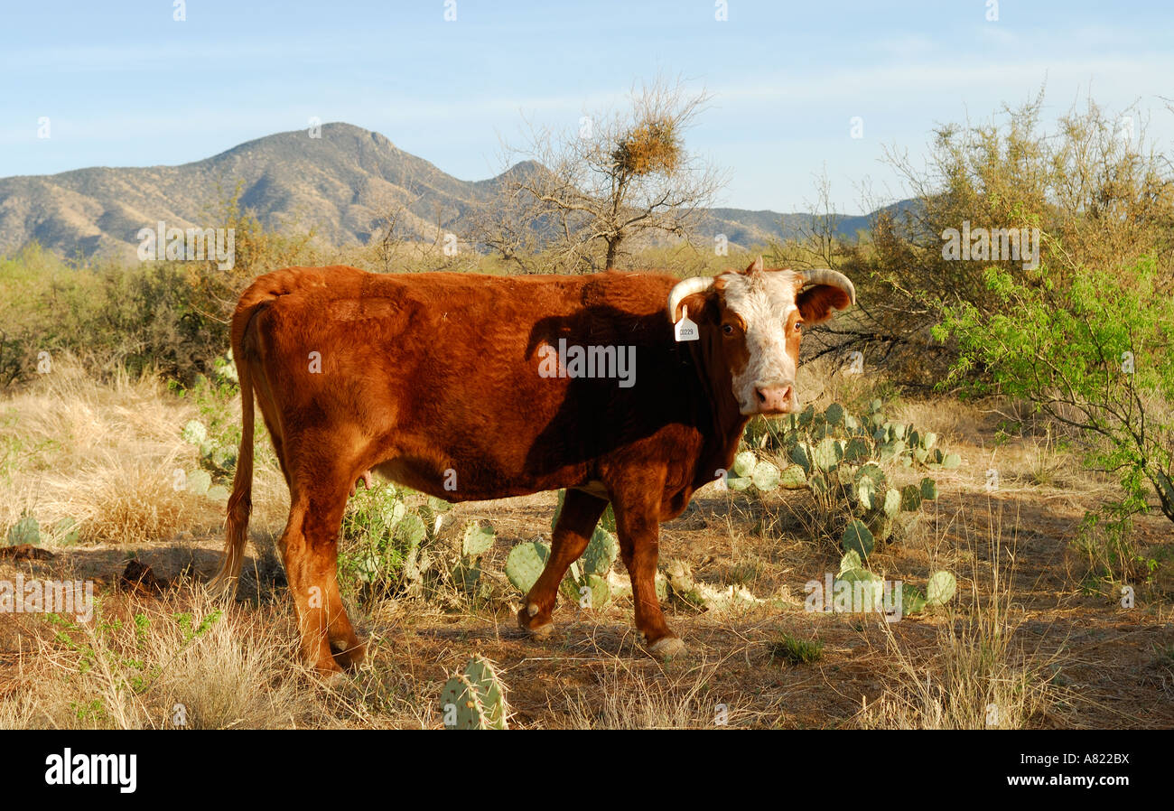 Cattle farming usa arizona hi-res stock photography and images - Alamy