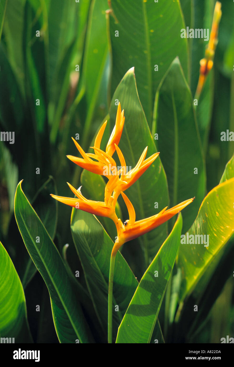 Heliconia flower, Moorea, French Polynesia Stock Photo - Alamy