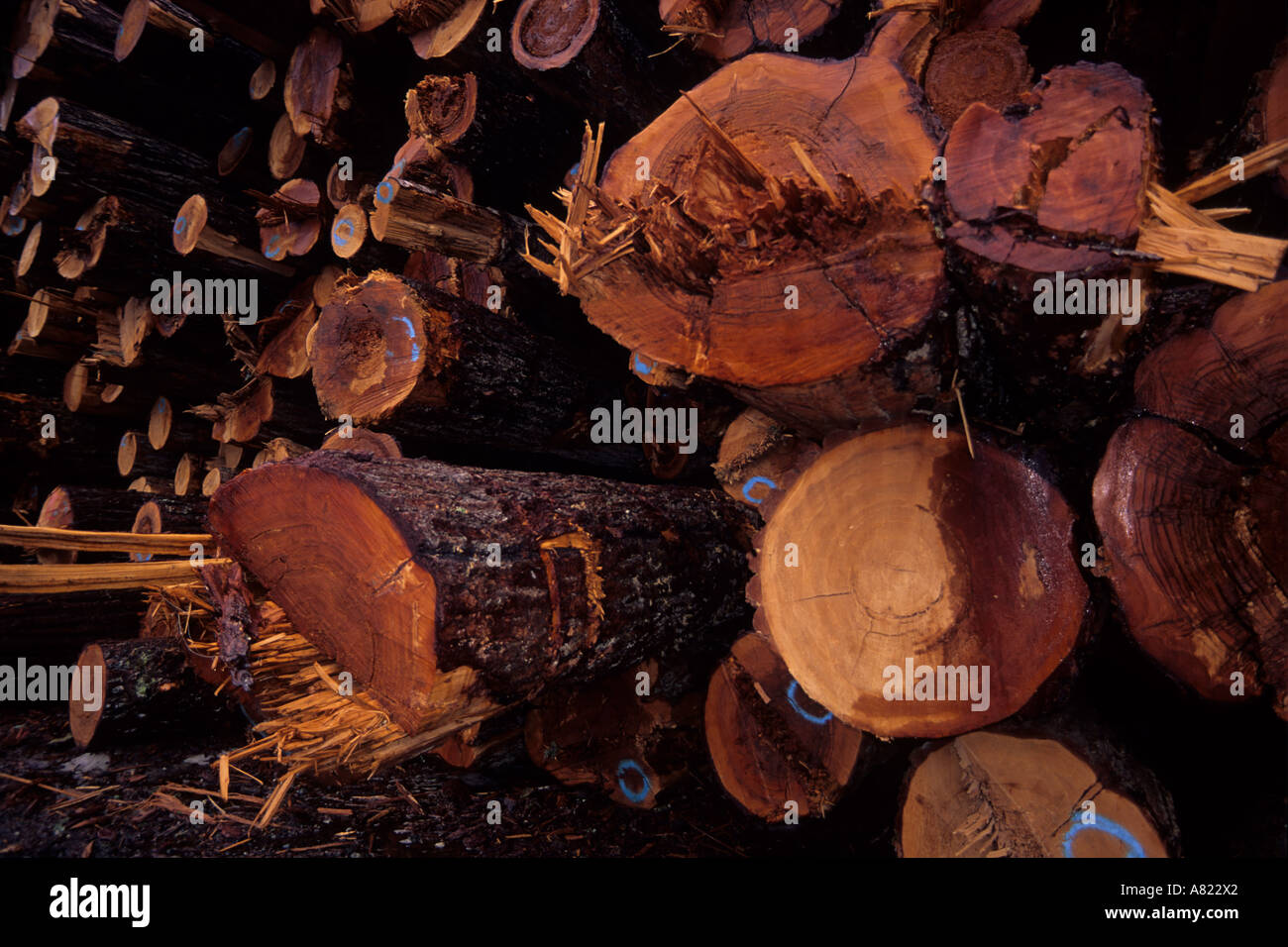 Lumber mill in british columbia hi-res stock photography and images - Alamy