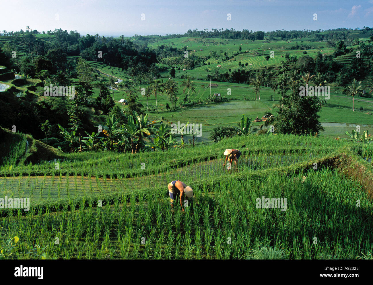 Rice planting, Bali, Indonesia Stock Photo - Alamy