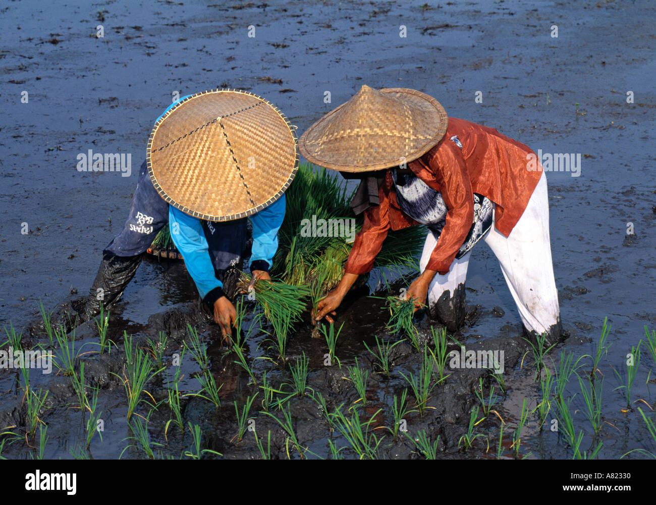 Rice planting, Bali, Indonesia Stock Photo - Alamy