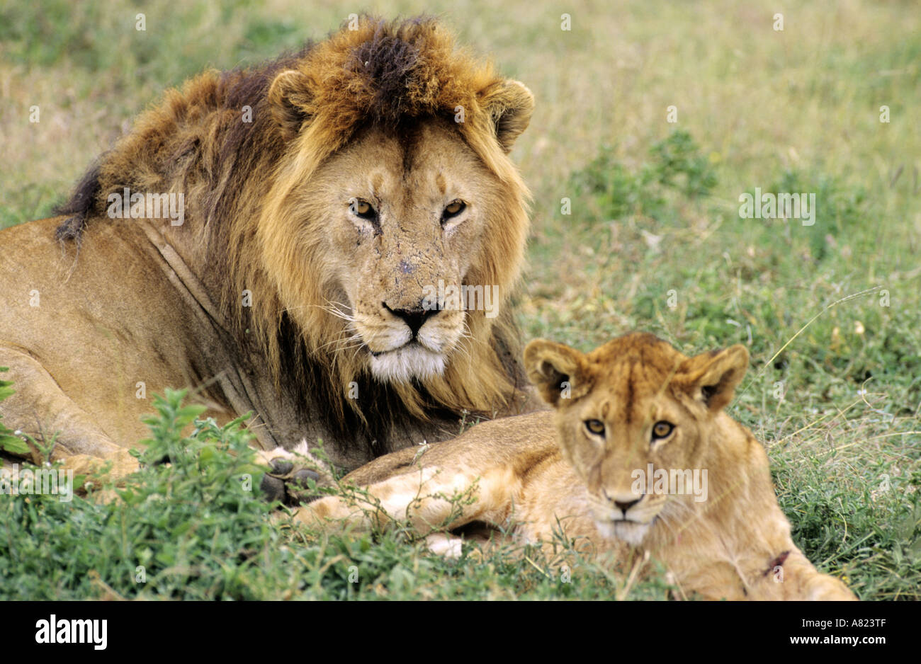 Botswana, Okavango delta, lion and its baby Stock Photo - Alamy