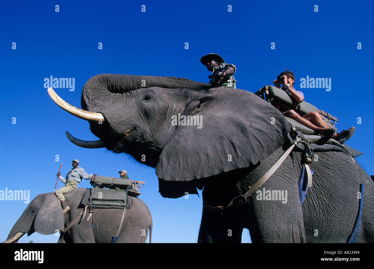 Botswana, Okavango delta, Abu camp, african elephant back safari Stock ...