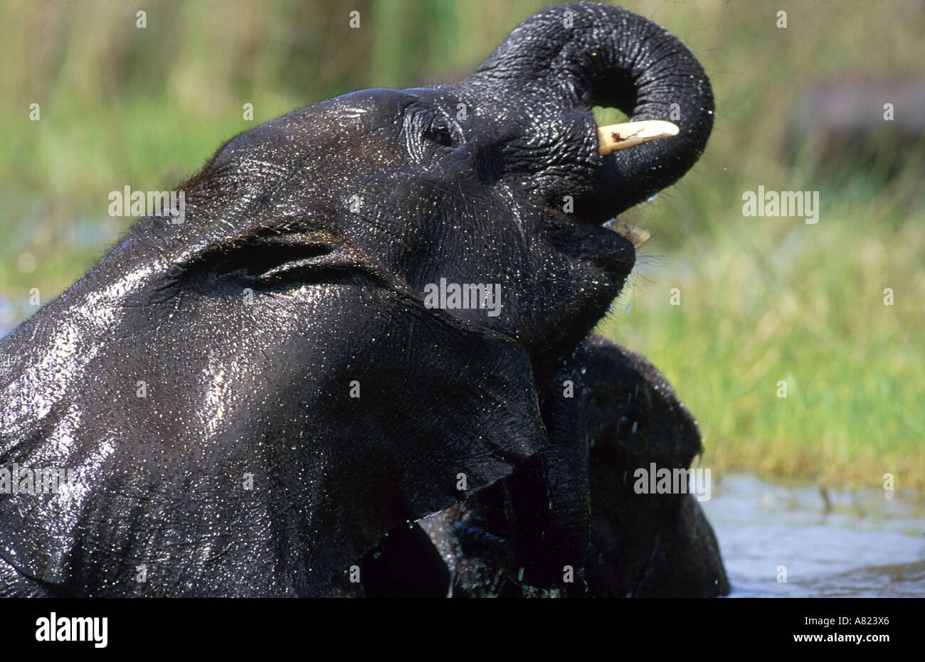 Botswana,Okavango delta, Abu camp, mud bath for the elephants group ...