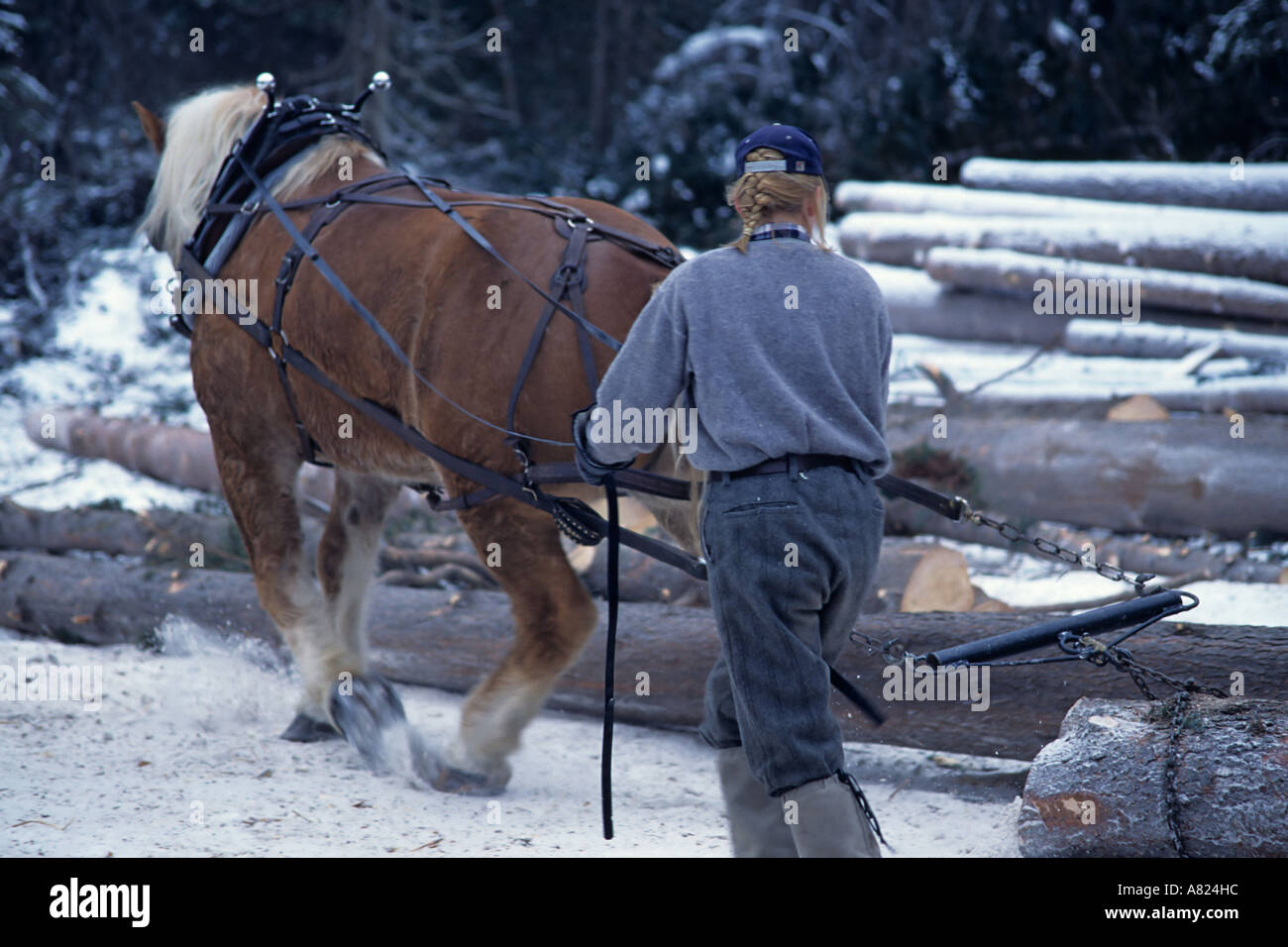Horse logging hi-res stock photography and images - Alamy