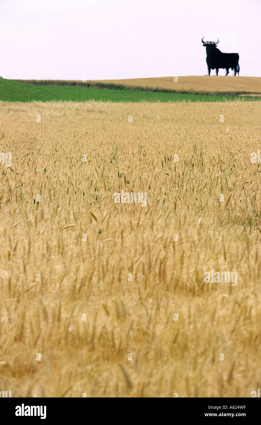 Spain, Andalusia, wheat field with a Spanish bull in the background ...