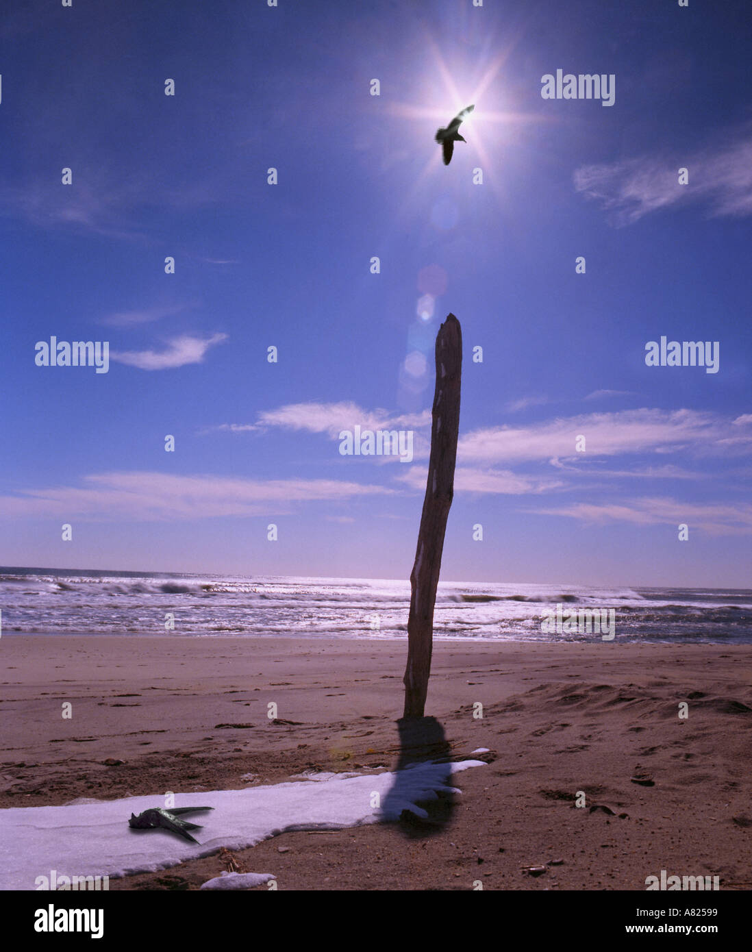 Ecology Bird Death High Resolution Stock Photography and Images - Alamy