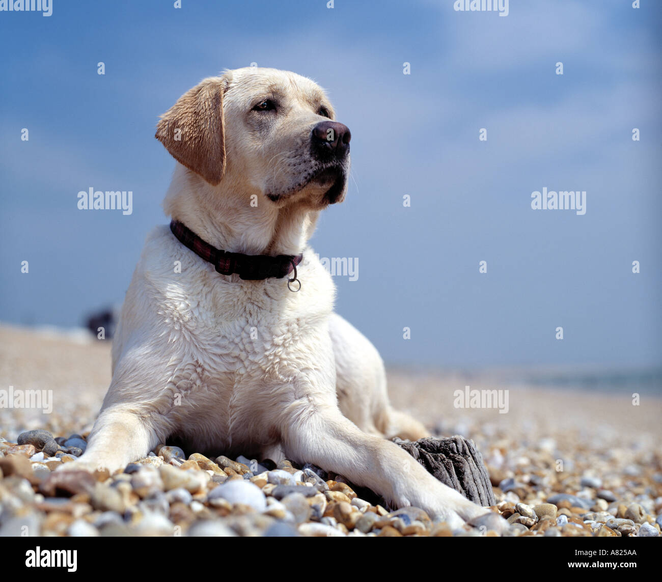 dog laying on pebble beach Stock Photo - Alamy