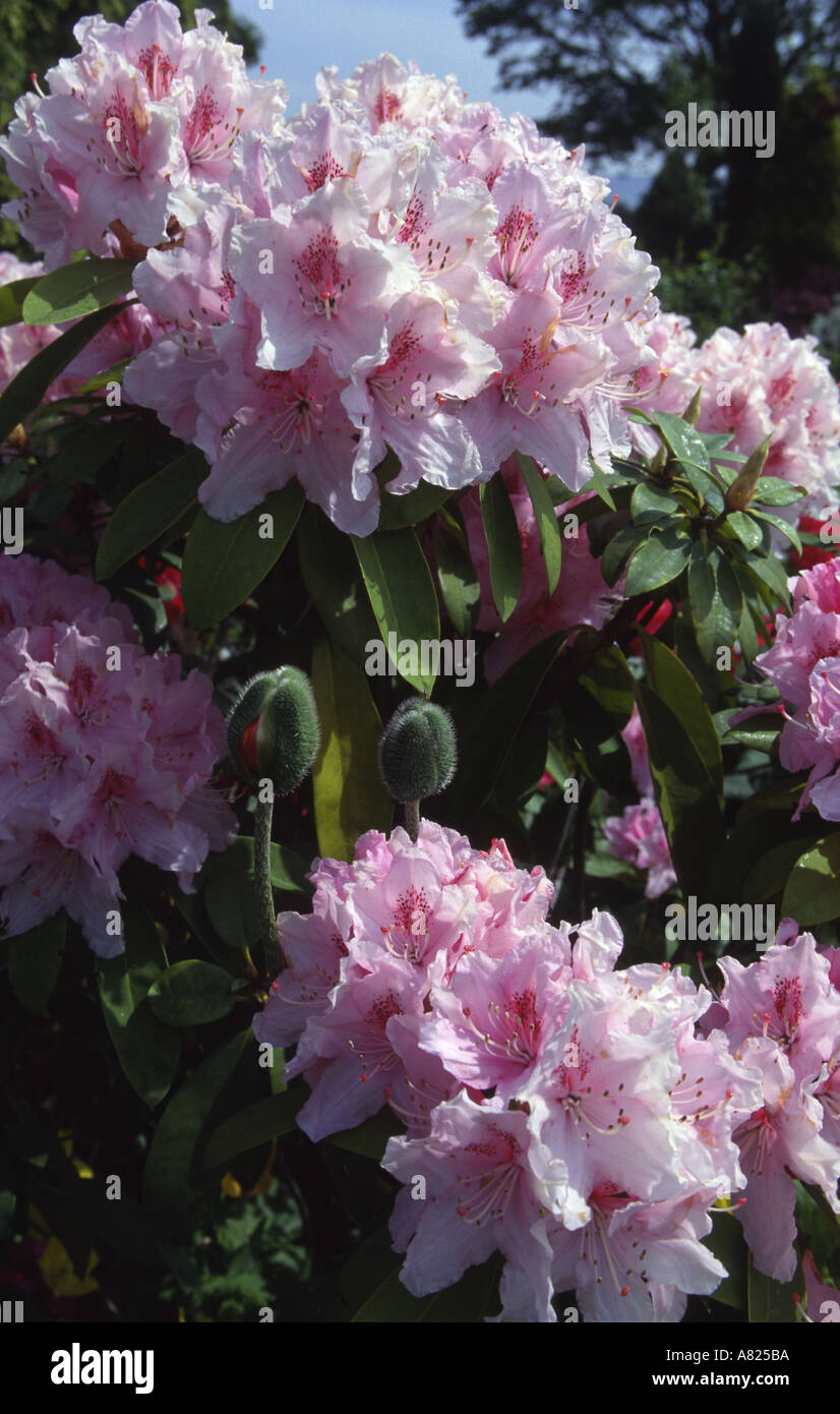 Species rhododendron hi-res stock photography and images - Alamy