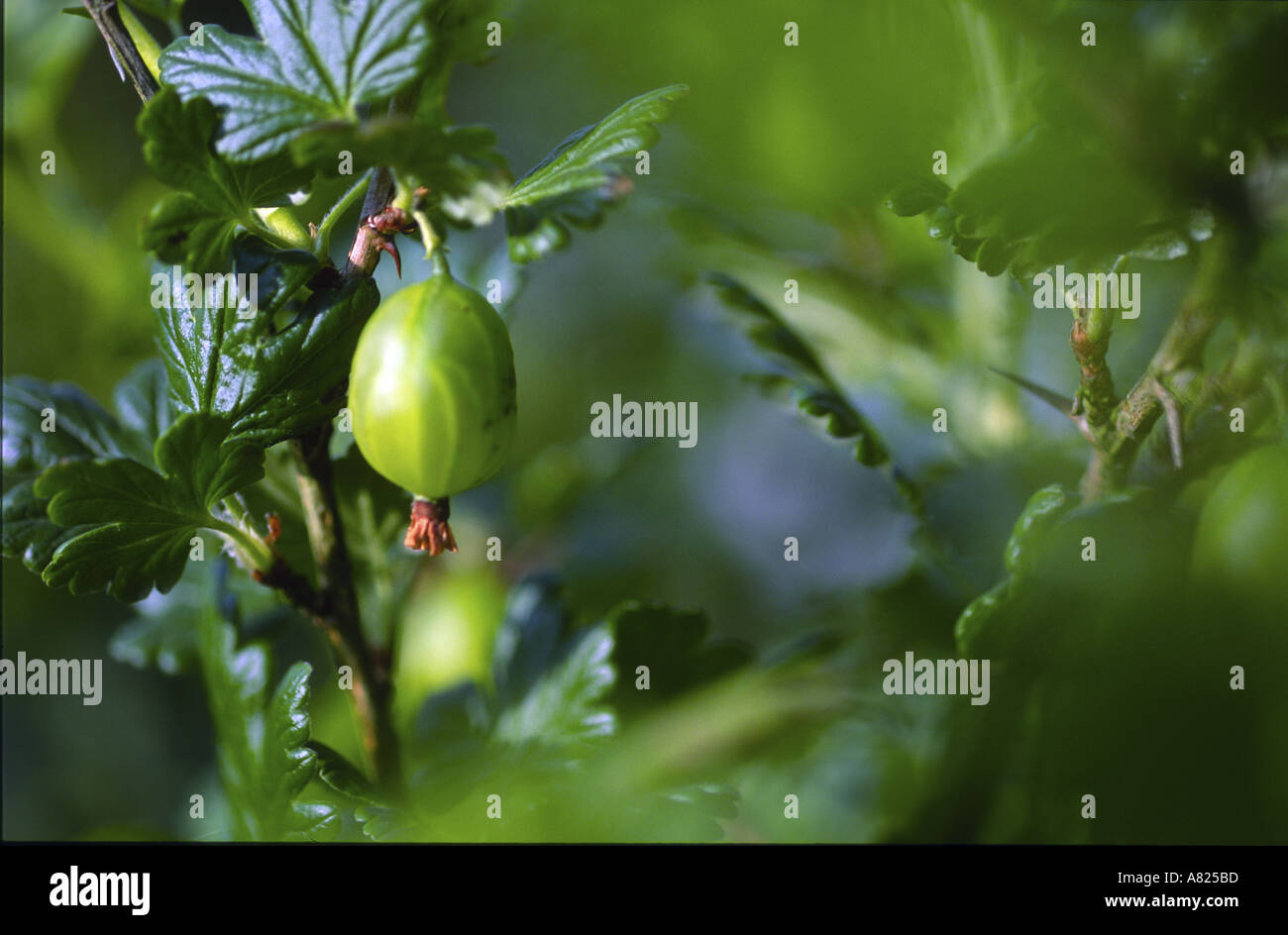 Gooseberry fruit ready for picking Stock Photo - Alamy