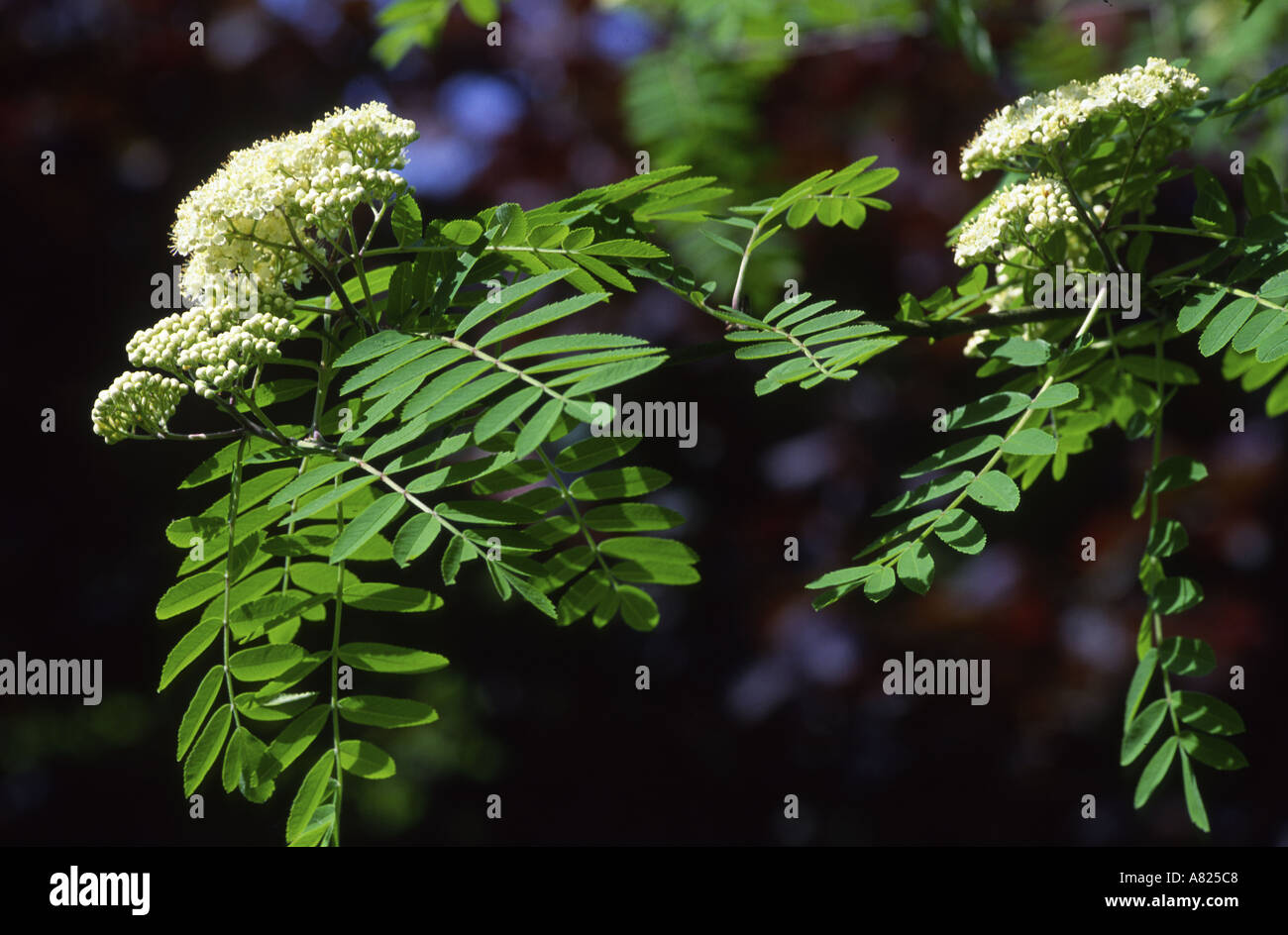 Rowan tree flower hi-res stock photography and images - Alamy