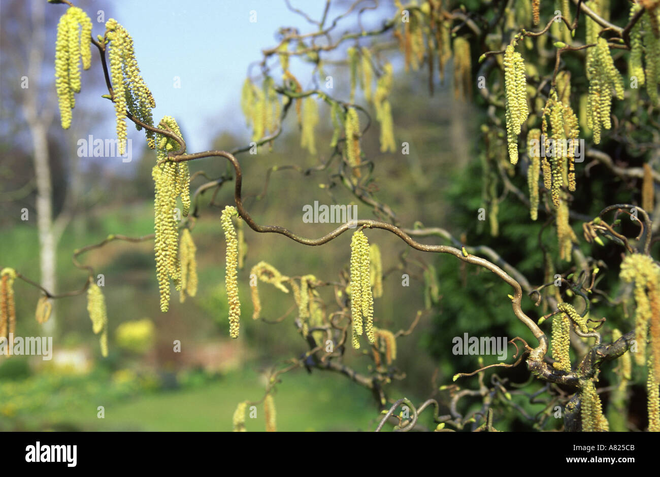 Twisted hazel tree hi-res stock photography and images - Alamy