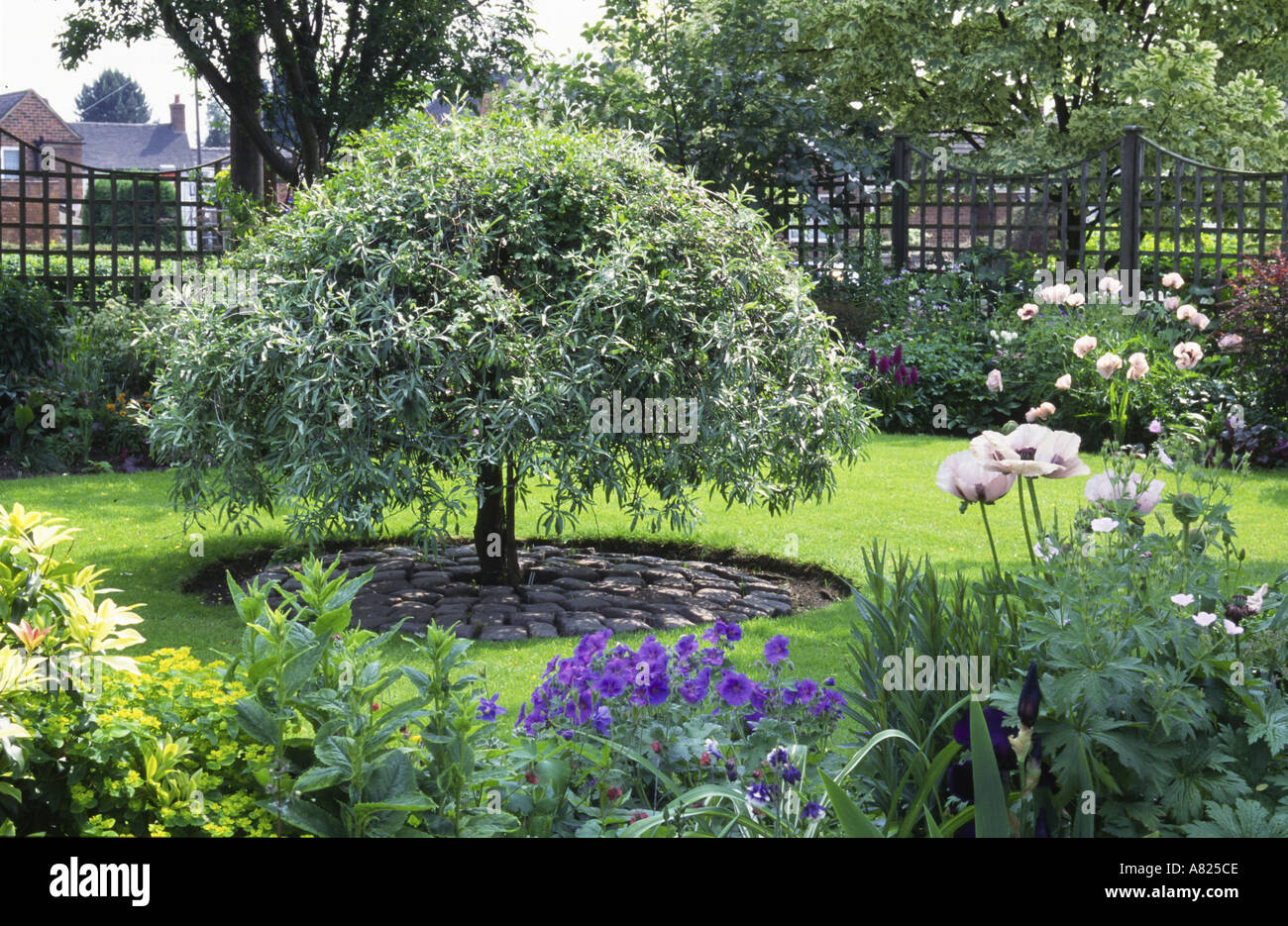 Bay tree in centre of small garden with well planted beds Stock Photo ...