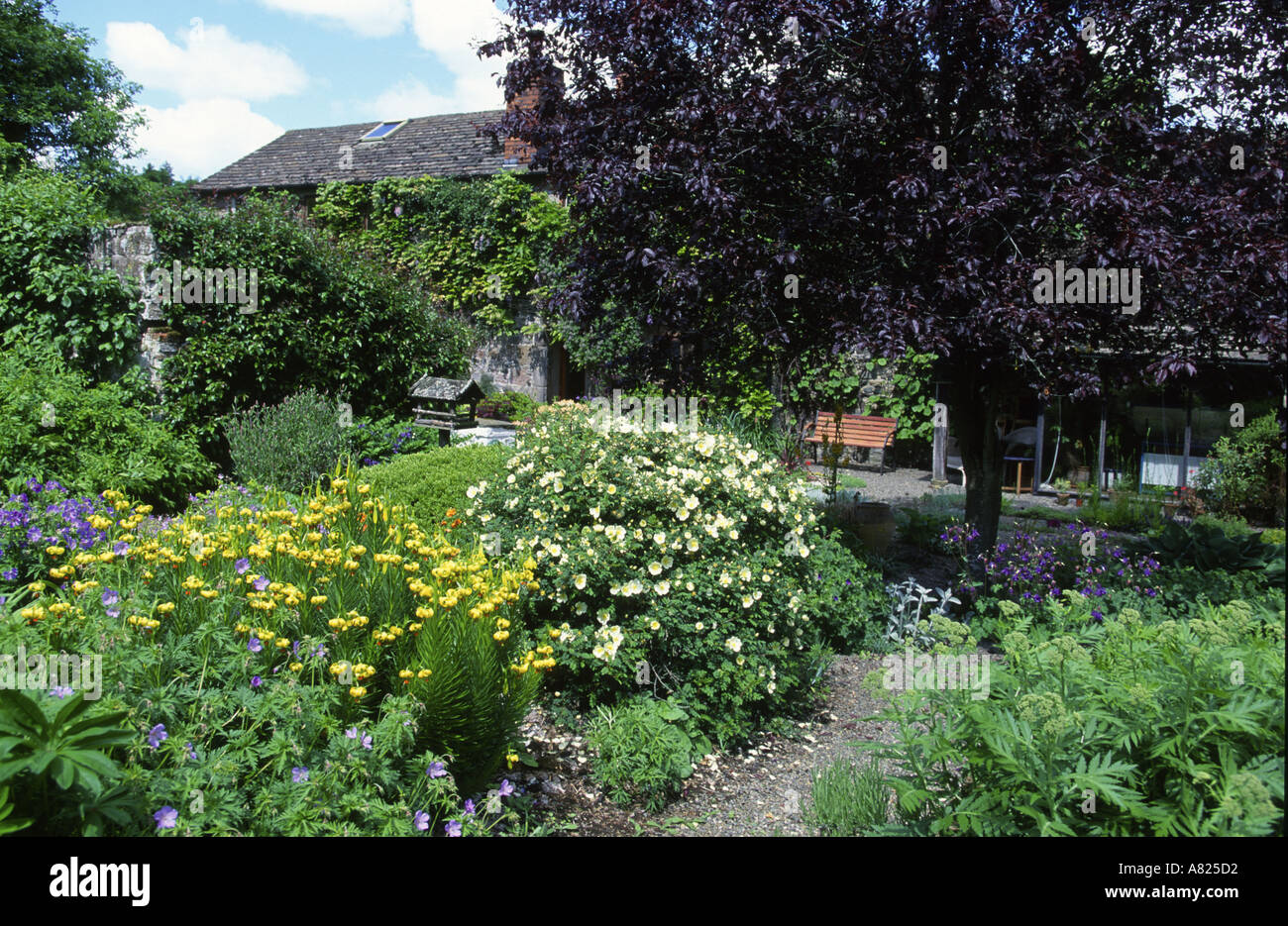 garden with lily and Rosa pimpernellafolium The Mill House Sebergham ...