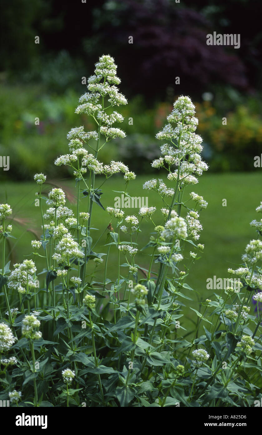 Centranthus rubra Alba The White House Notts Stock Photo - Alamy