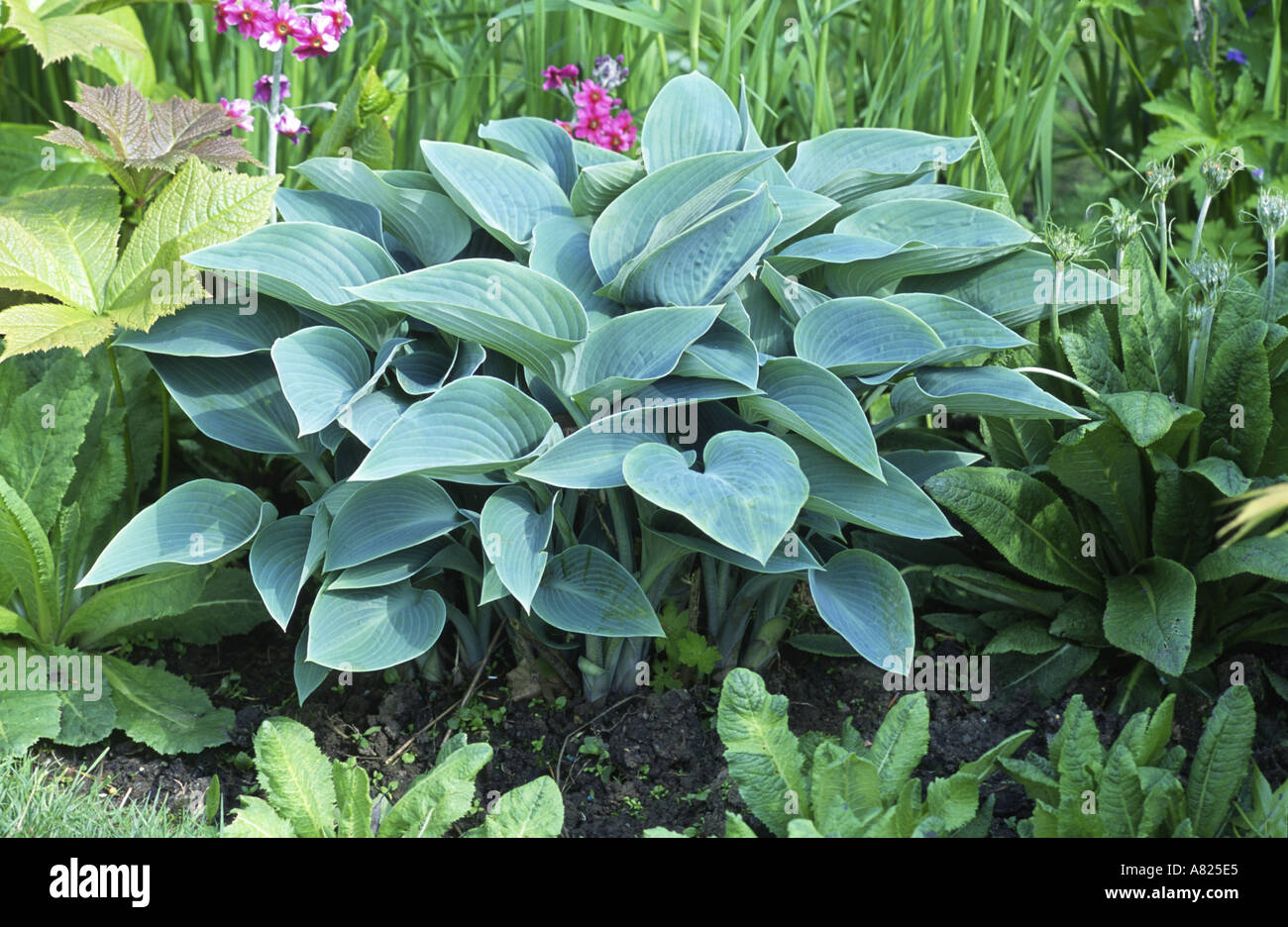 Hosta halcyon The White House Notts Stock Photo - Alamy