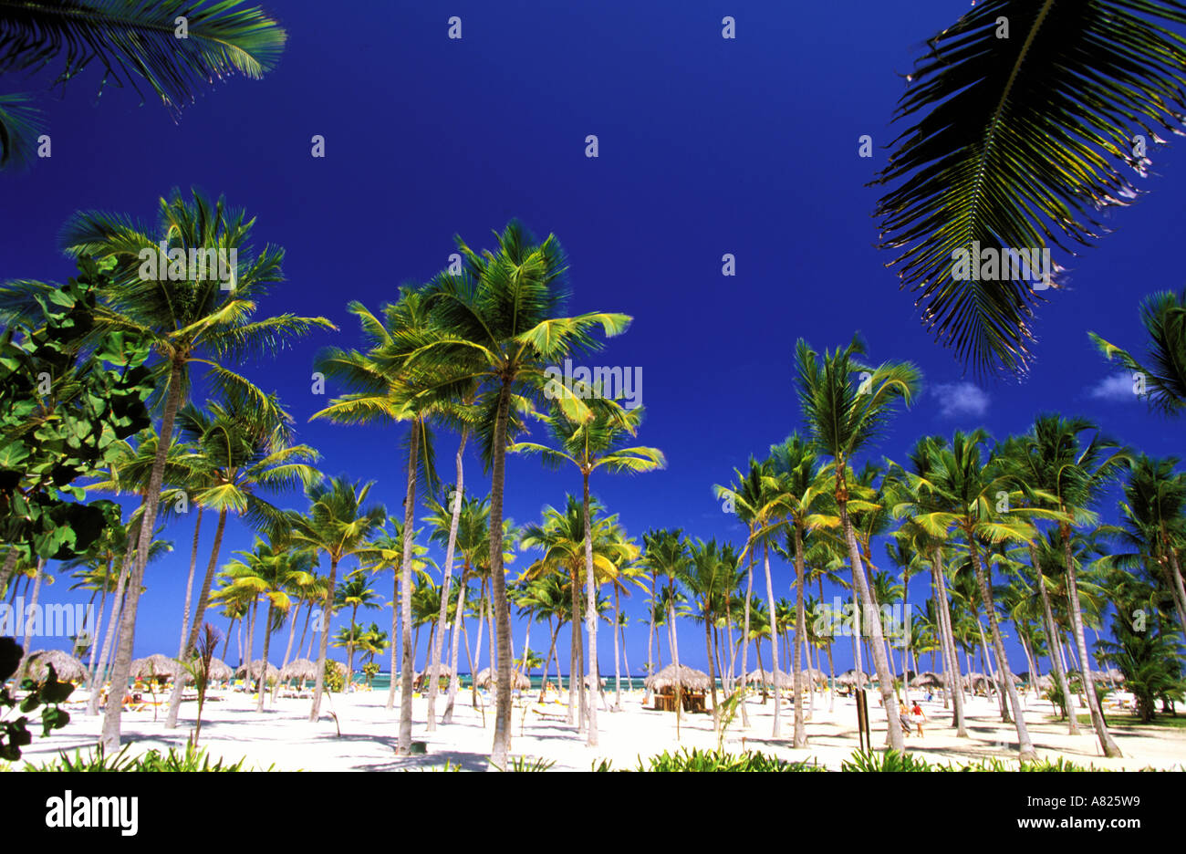 Cabeza del toro hi-res stock photography and images - Alamy