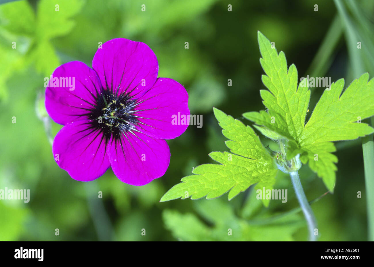Geranium ann folkard hi-res stock photography and images - Alamy