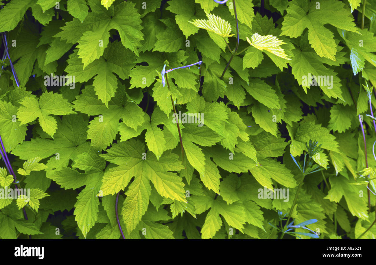 Hop Humulus lupulus Stock Photo - Alamy