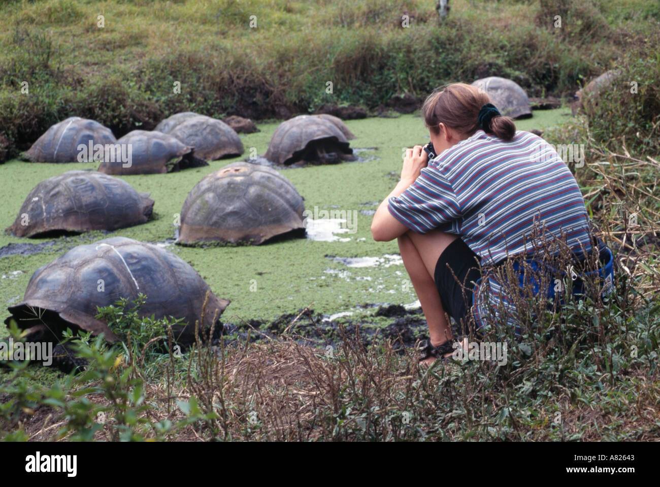 Tourist admiring the Giant Tortoise Santa Cruz Island Galapagos Stock ...