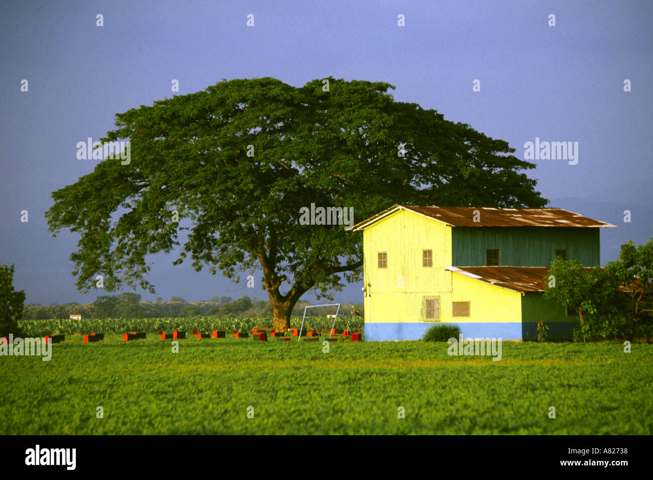Tropical farmhouse with soybean field and Saman tree Ecuador South ...