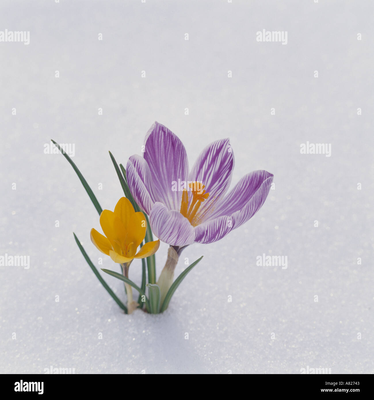 Yellow and Purple Crocuses in Snow Stock Photo - Alamy