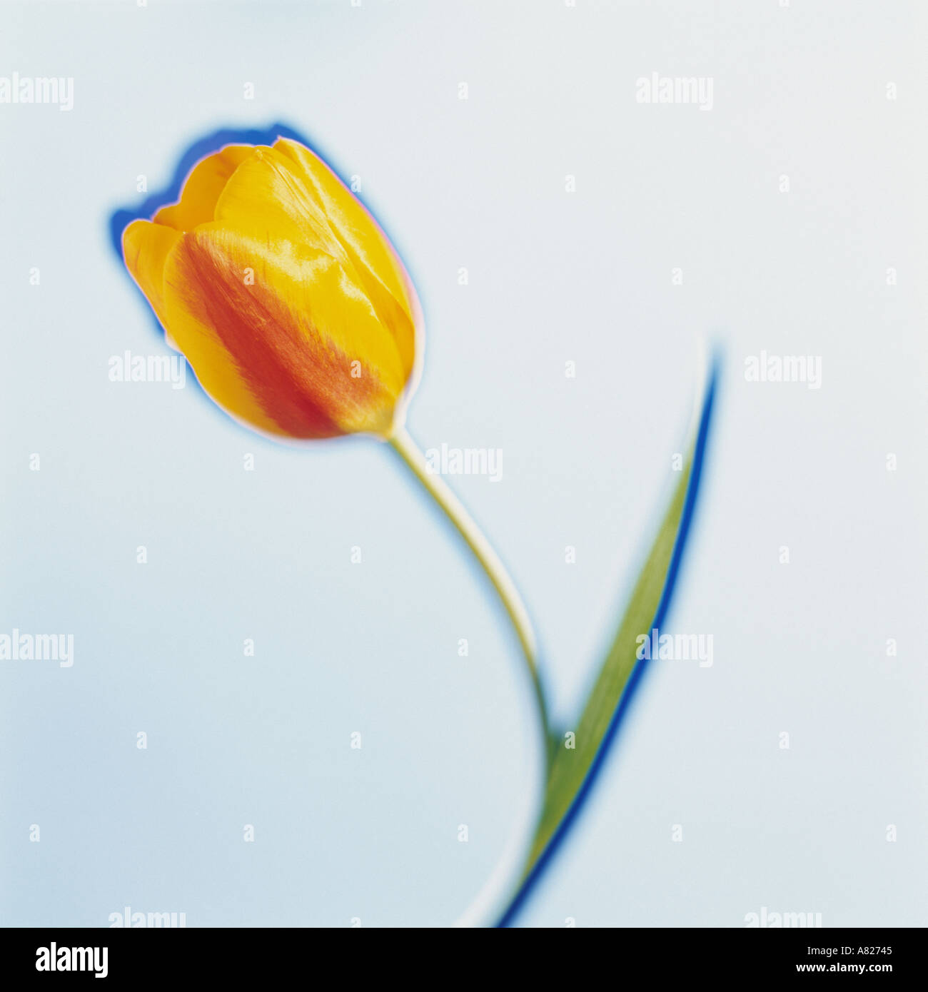 Yellow and Red Variegated Tulip Still Life Stock Photo - Alamy