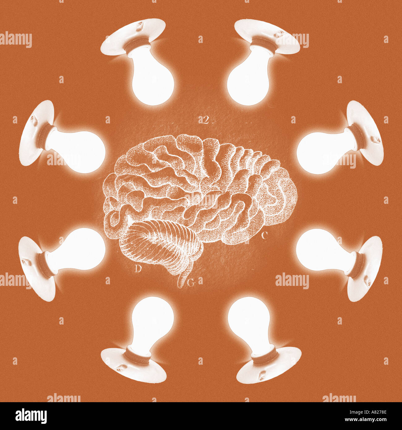 Brain diagram hi-res stock photography and images - Alamy