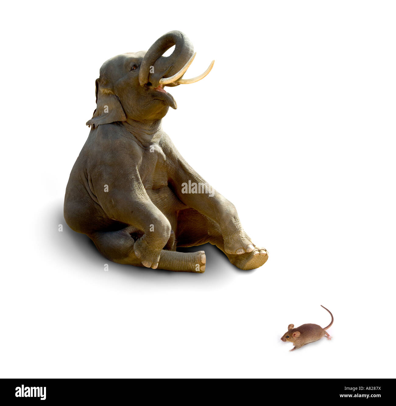 Elephant and mouse Stock Photo - Alamy
