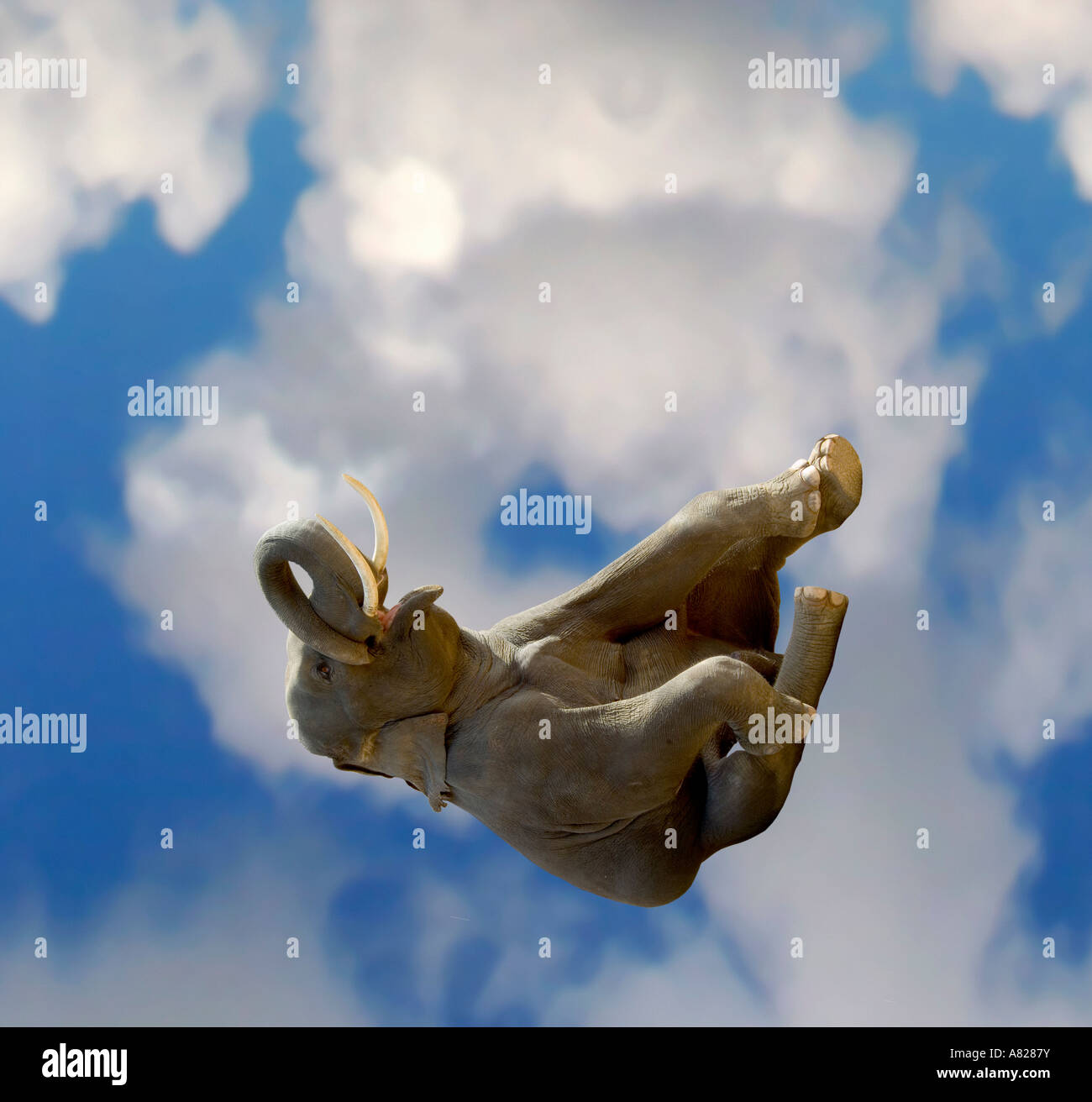 Elephant height hi-res stock photography and images - Alamy