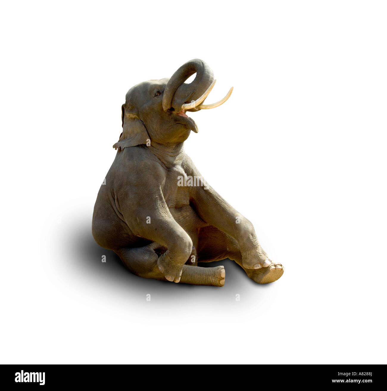 Elephant sitting hi-res stock photography and images - Alamy