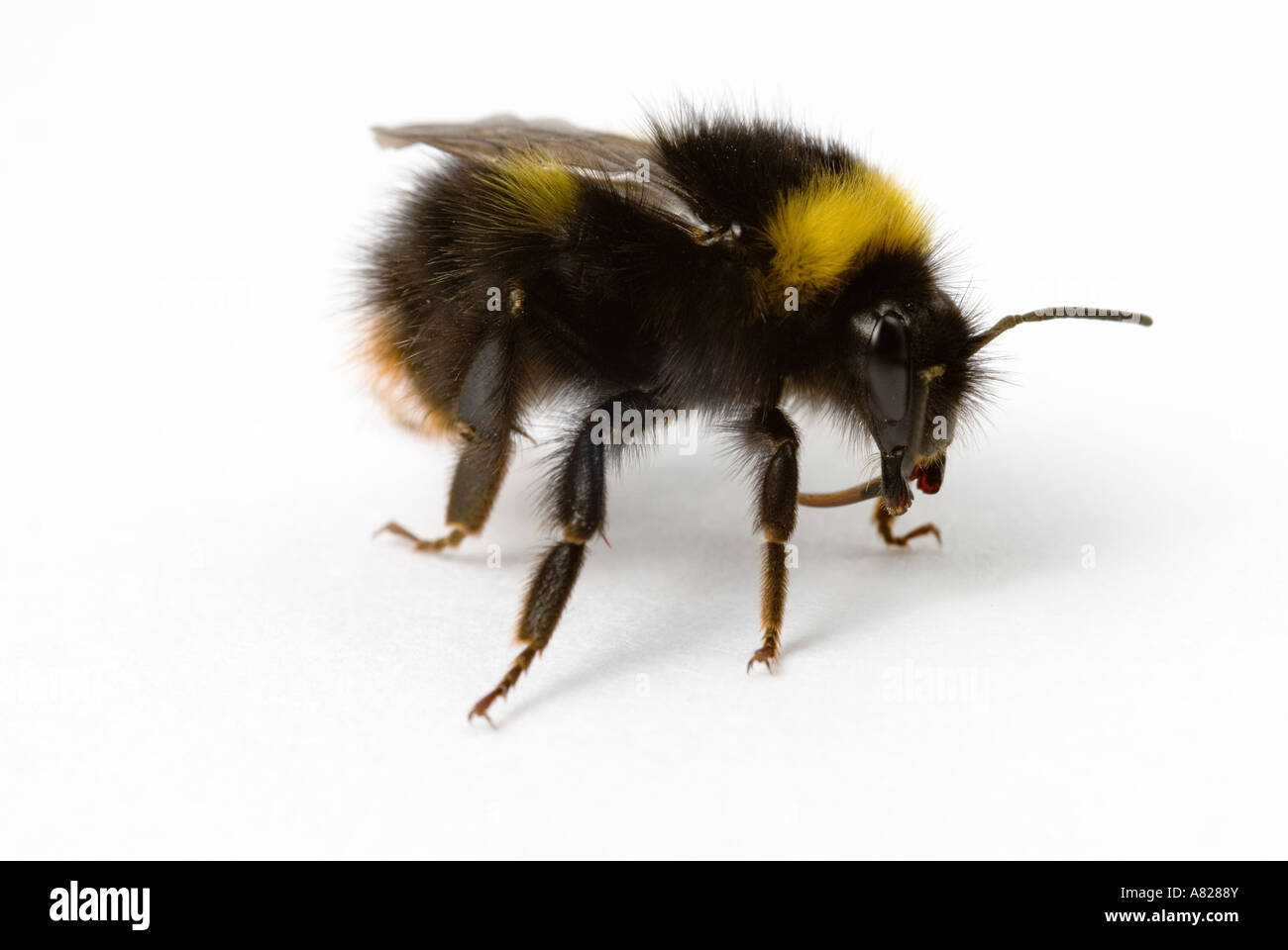 Bumblebee insects Cut Out Stock Images & Pictures - Alamy