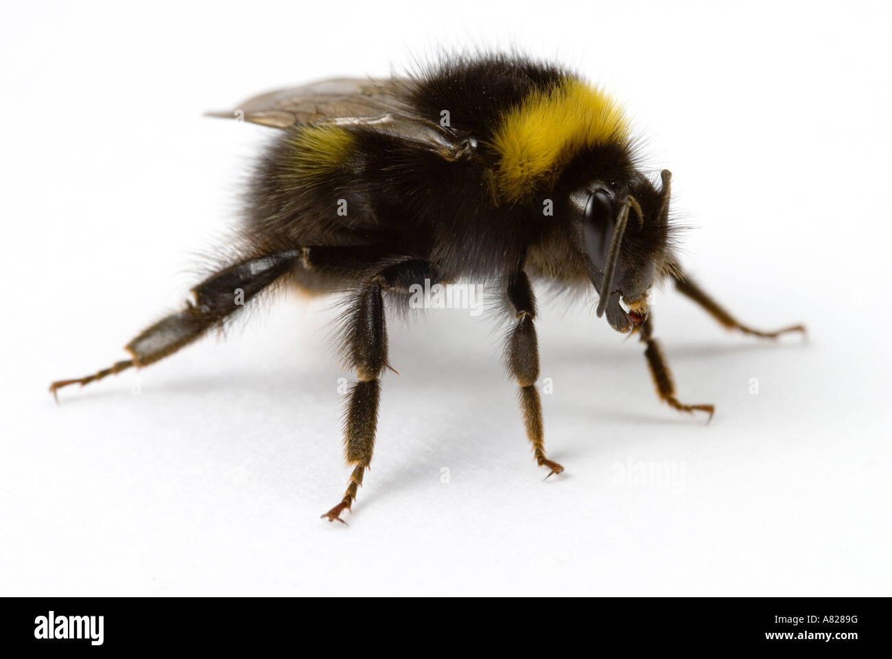 BUFF-TAILED BUMBLEBEE Bombus terrestris Stock Photo - Alamy