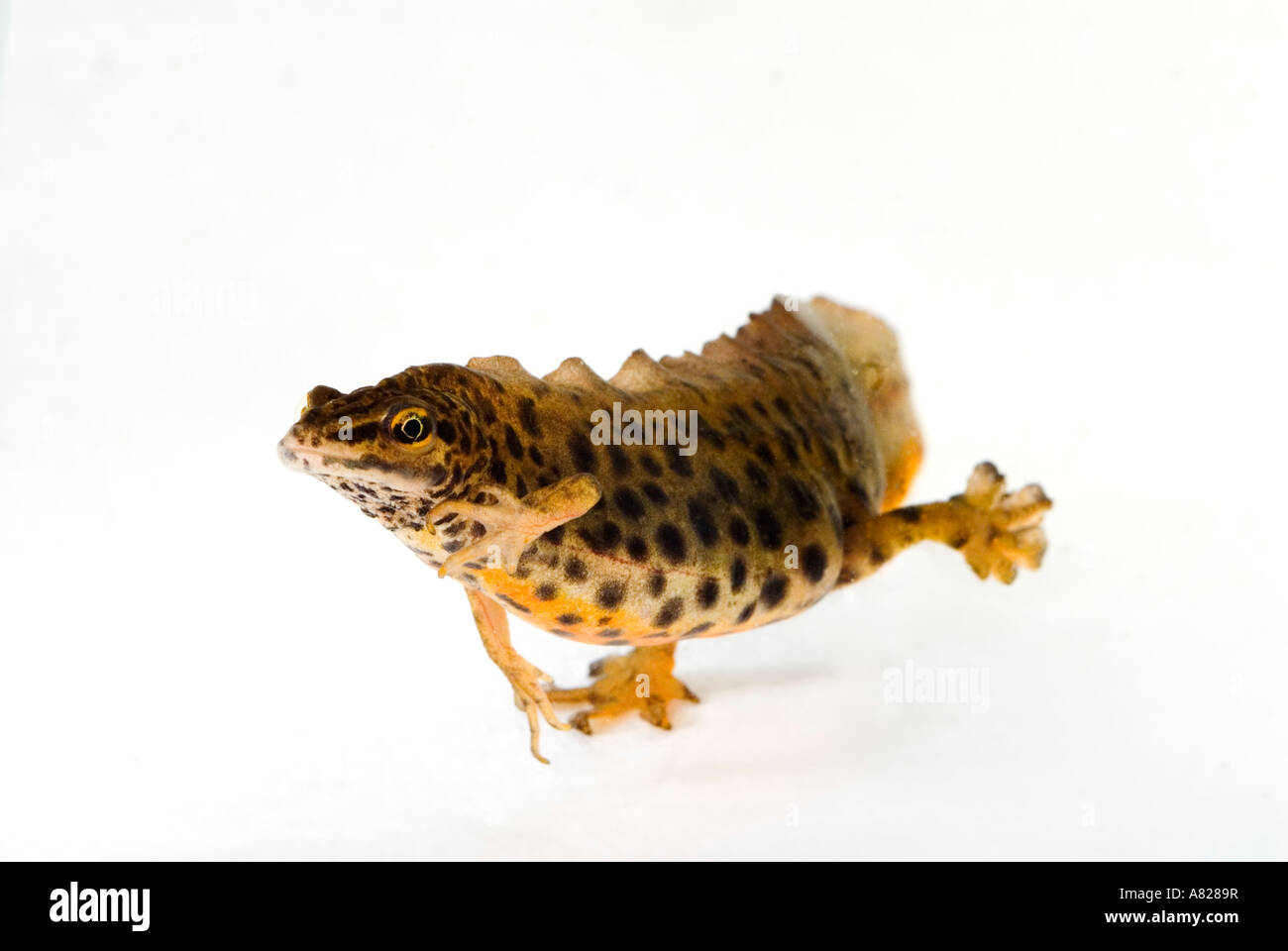 Common newt newts hi-res stock photography and images - Alamy