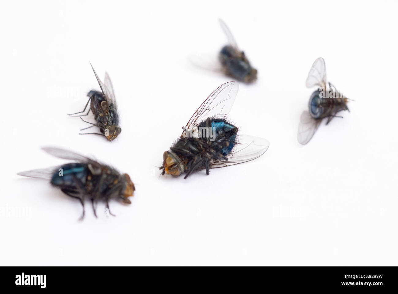 DEAD BLUEBOTTLES or Blow-fly Calliphora erythrocephala and houseflies ...