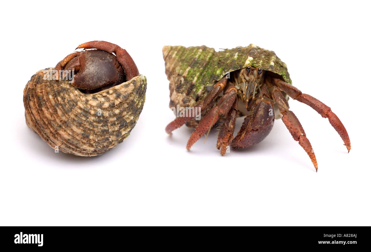 Land Hermit Crab Coenobita clypeatus Stock Photo - Alamy