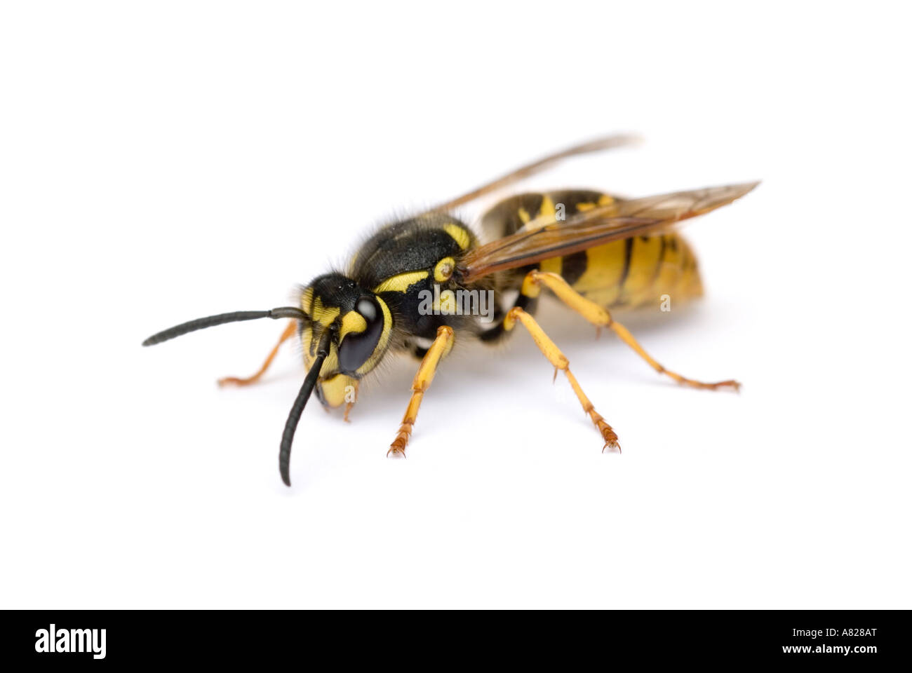 COMMON WASP Vespula vulgaris Stock Photo - Alamy