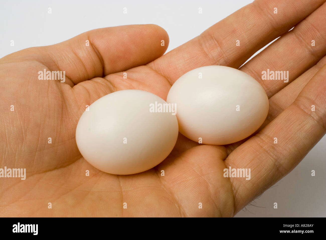 Pigeon eggs hi-res stock photography and images - Alamy