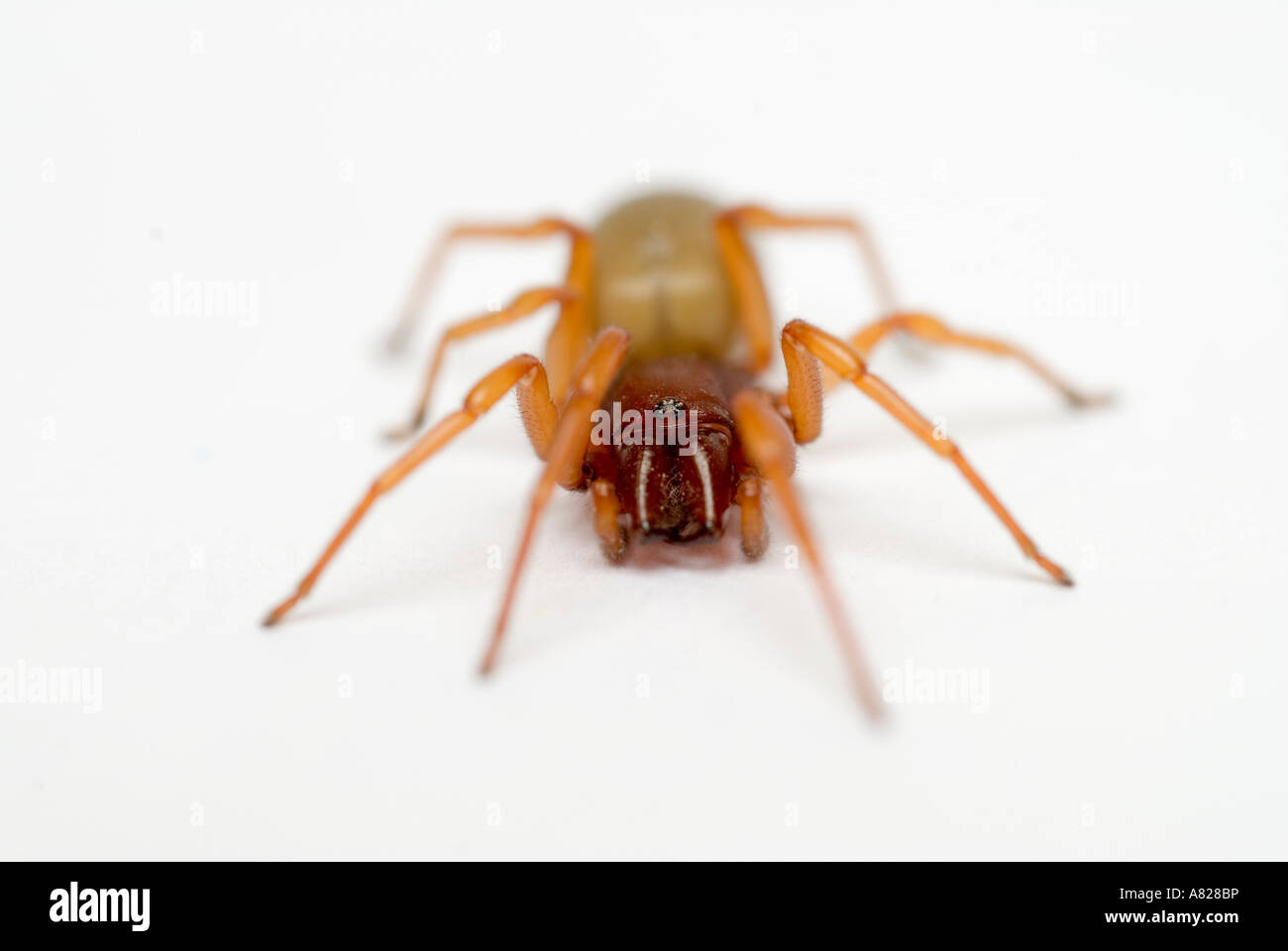 WOODLOUSE SPIDER Dysdera crocata UK Stock Photo - Alamy