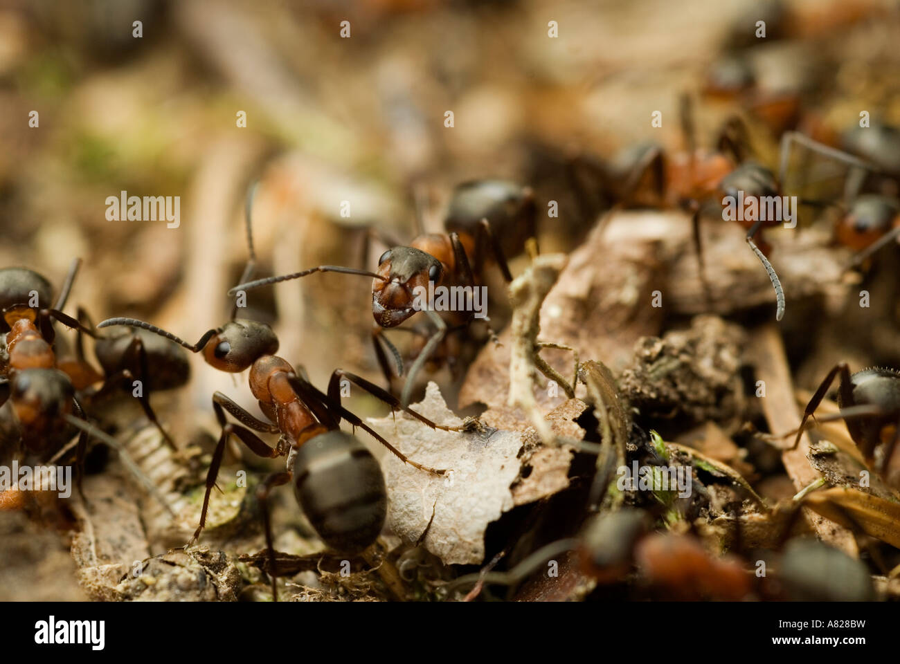 wood ants Formica rufa Stock Photo - Alamy