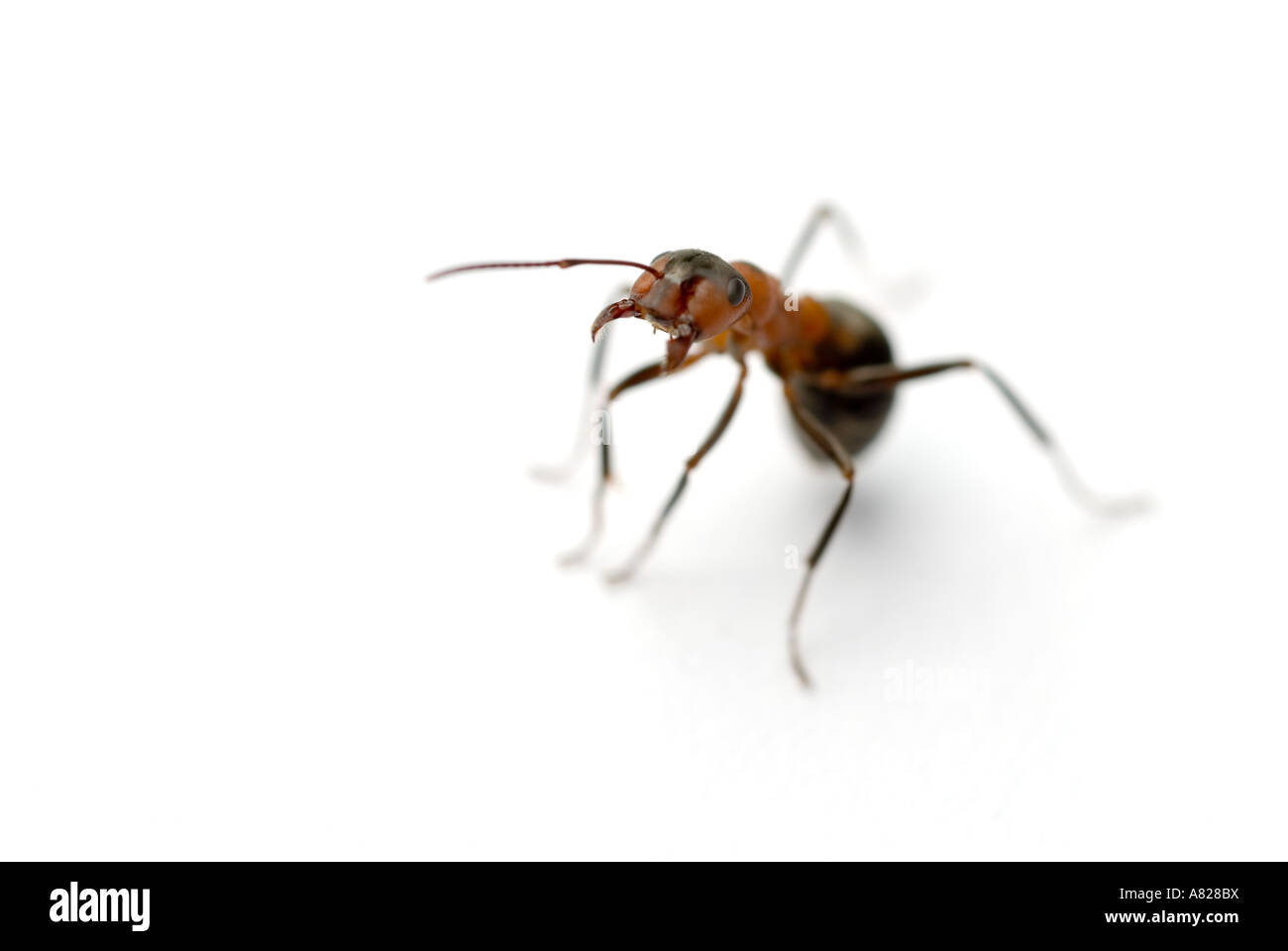 wood ant Formica rufa Stock Photo - Alamy