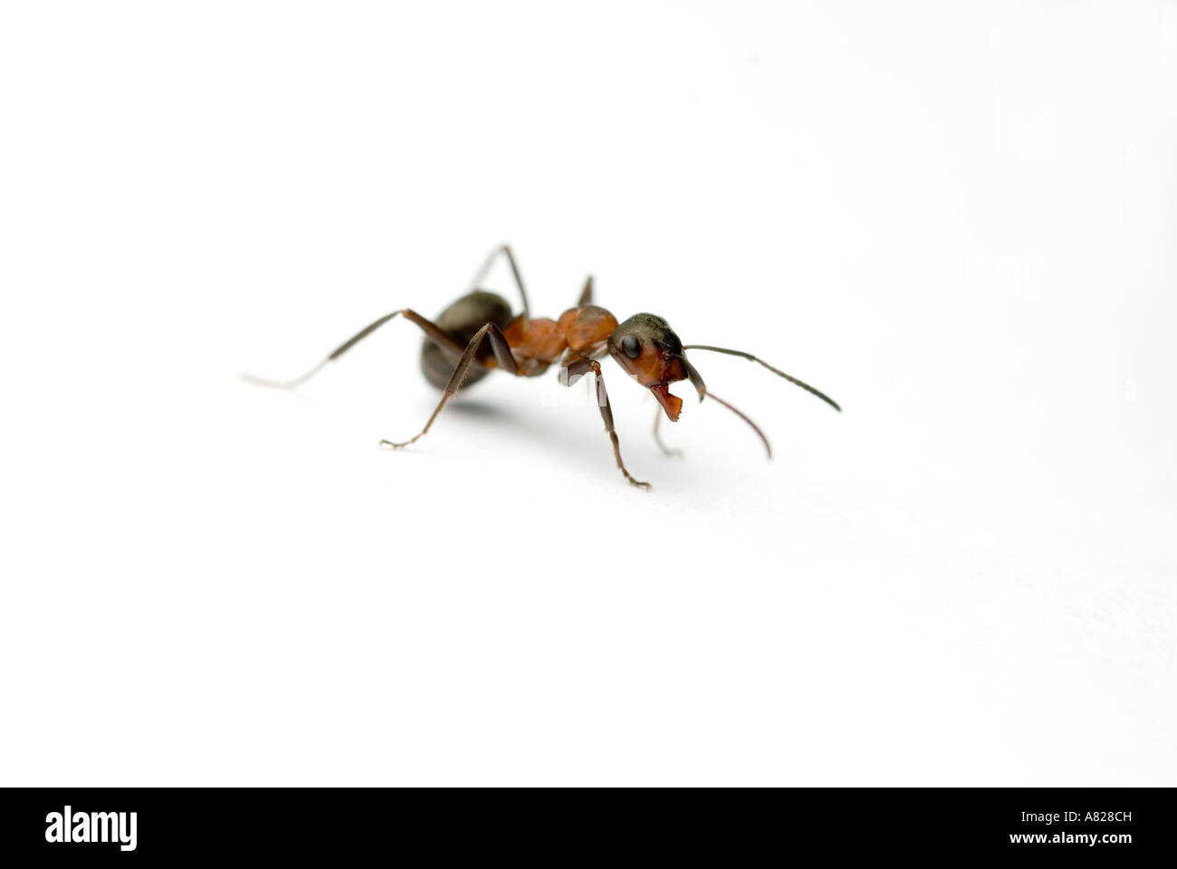 wood ant Formica rufa Stock Photo - Alamy