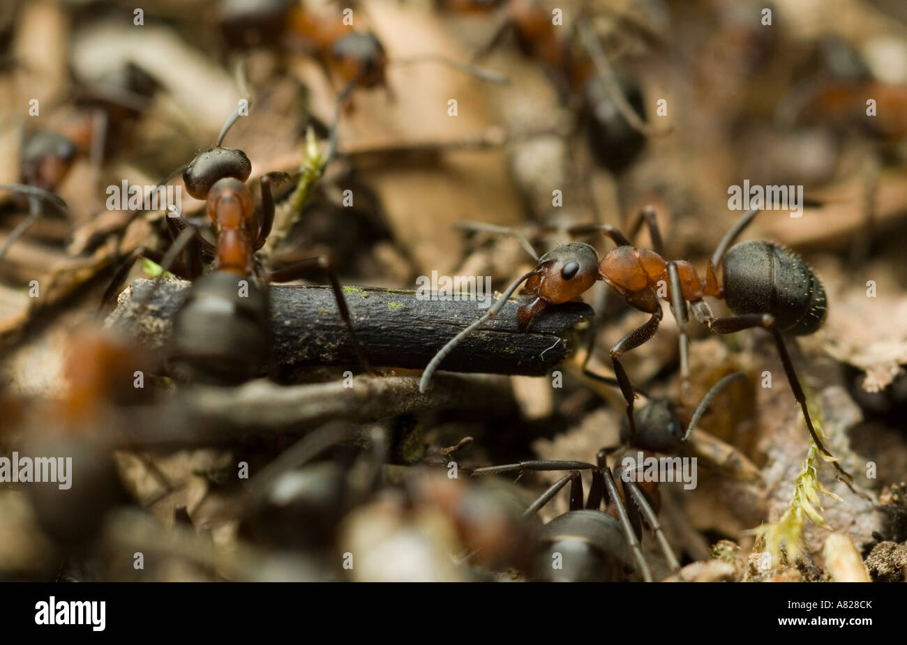wood ants Formica rufa Stock Photo - Alamy