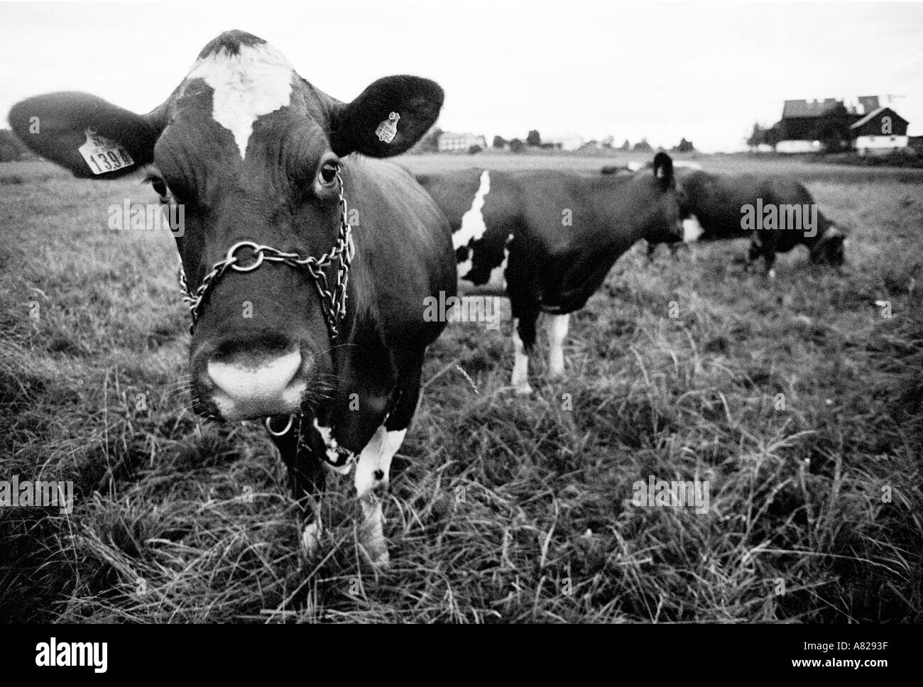 Sweden farm hi-res stock photography and images - Alamy