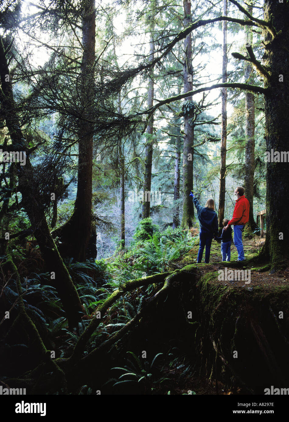 Family of three standing in Redwood Forest Coastal redwoods (Sequoia ...