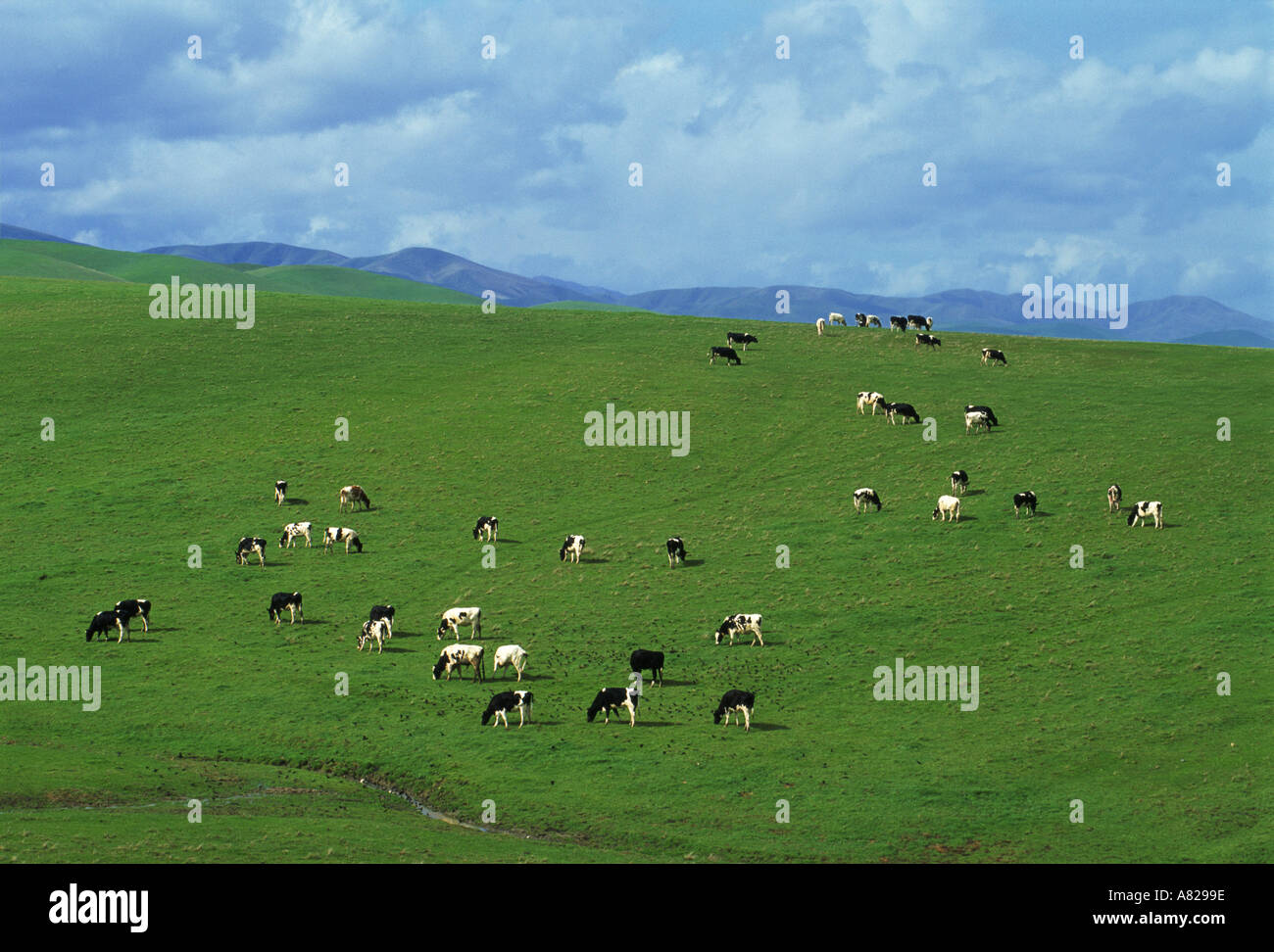 Cows in fields grazing daytime hi-res stock photography and images - Alamy
